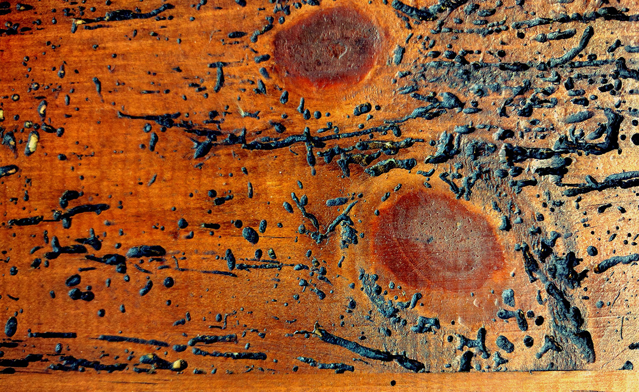 Parquet con tarli: cosa fare? Trattamenti antitarlo per pavimenti in ...